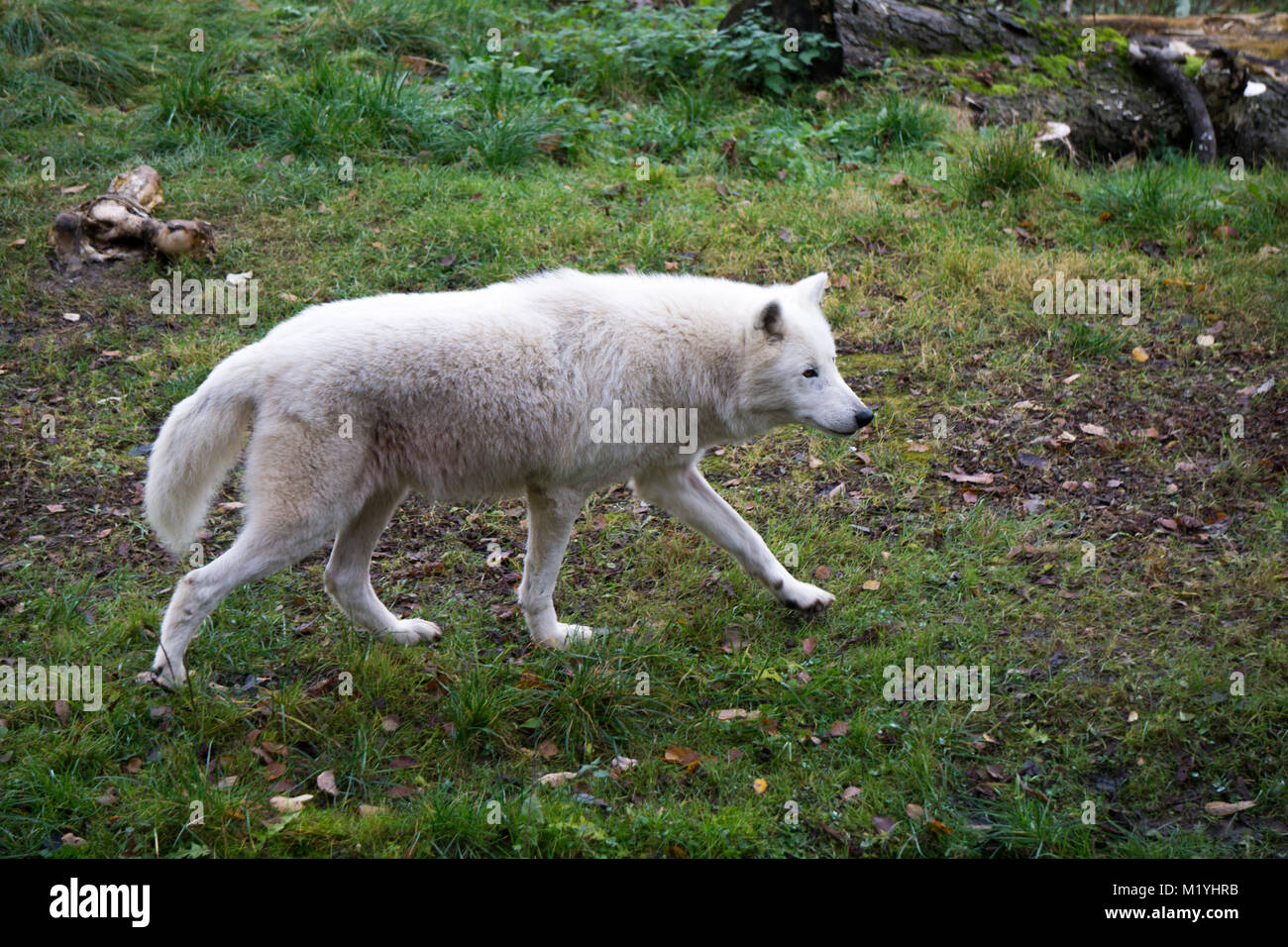 White wolf walking on a green field Stock Photo - Alamy