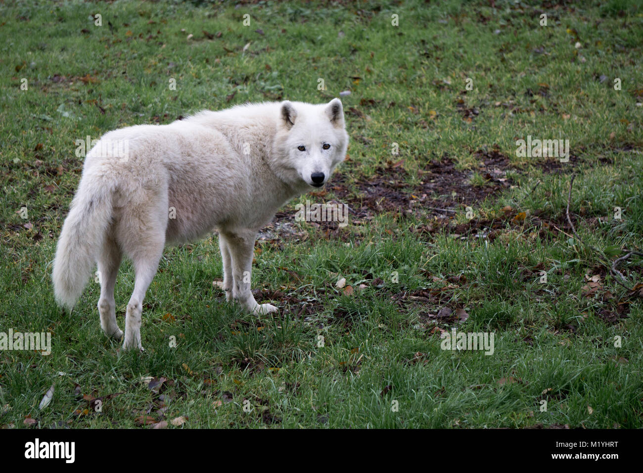 Curious polar wolf looking into the camera Stock Photo - Alamy