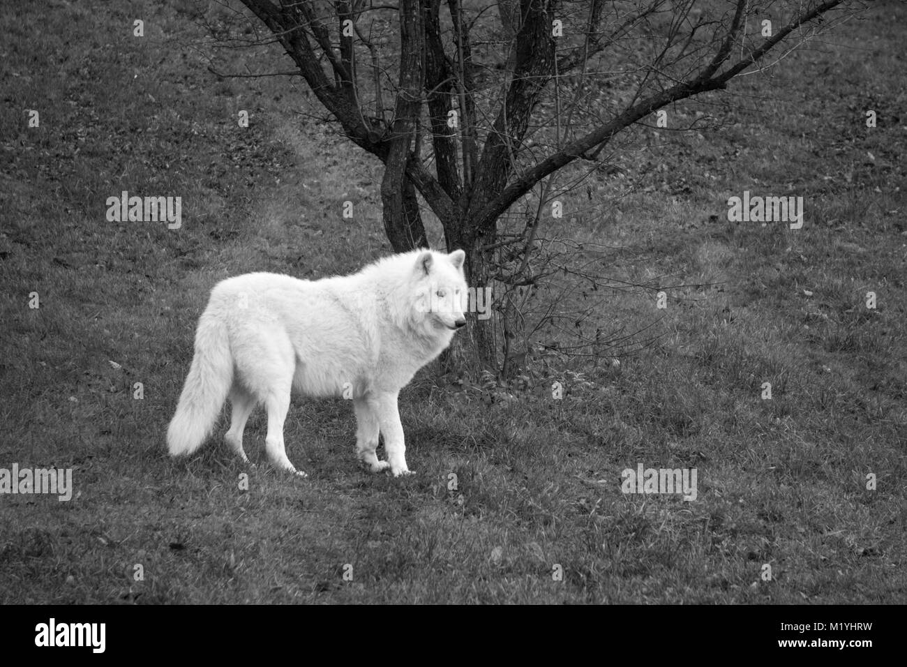 Majestic white wolf standing near a tree (black / white Stock Photo - Alamy