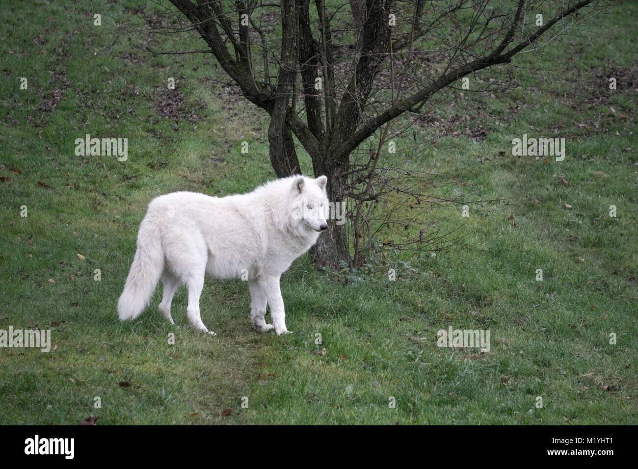 Wolf near grass hi-res stock photography and images - Alamy