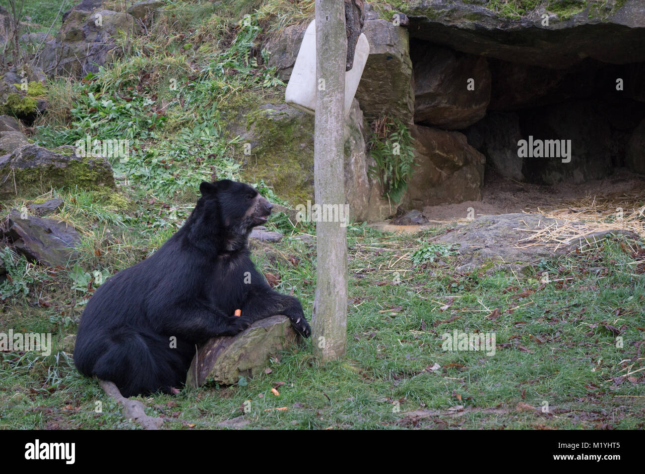 Black bear under tree hi-res stock photography and images - Alamy