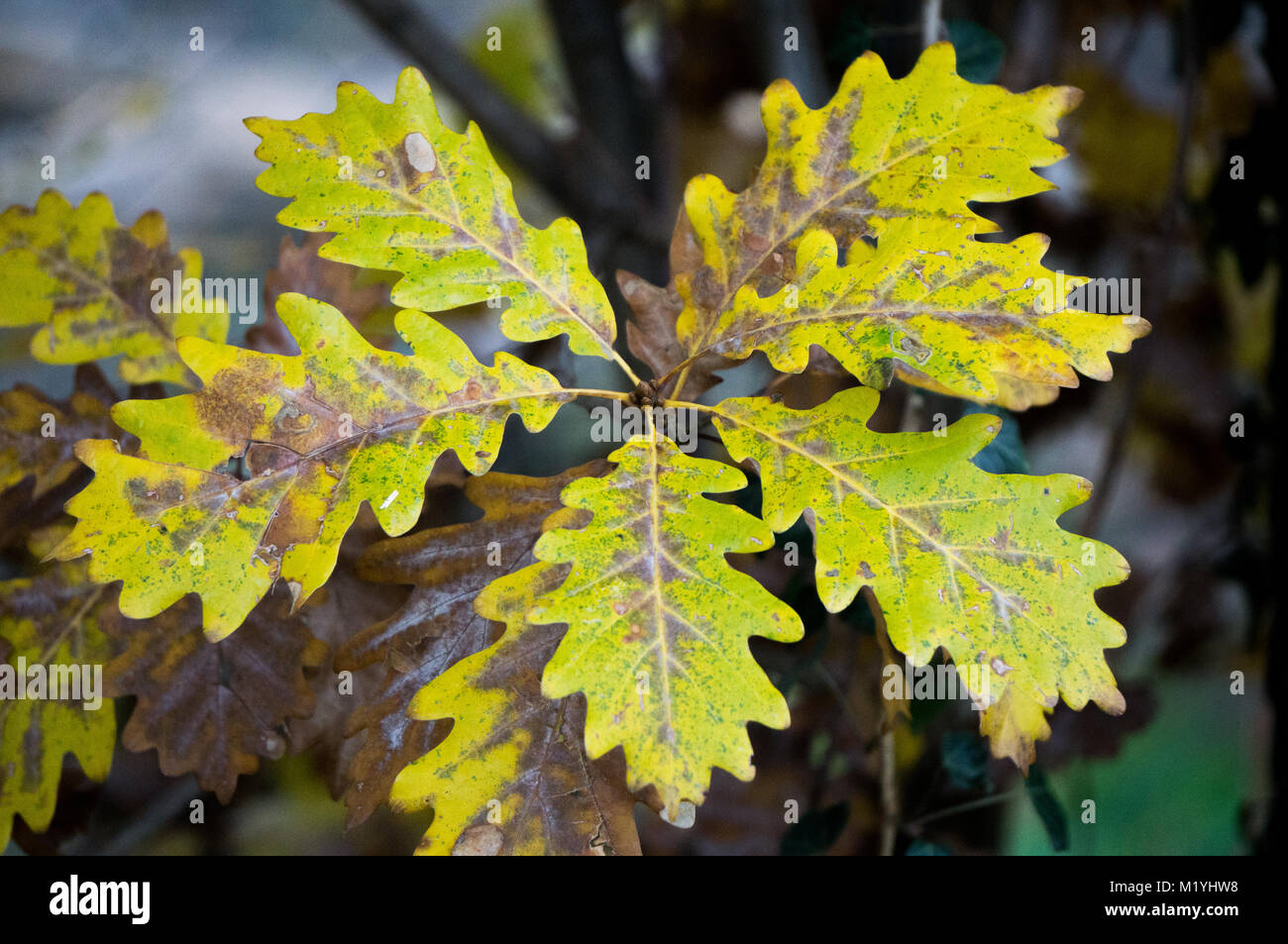 Live oak twig hi-res stock photography and images - Alamy