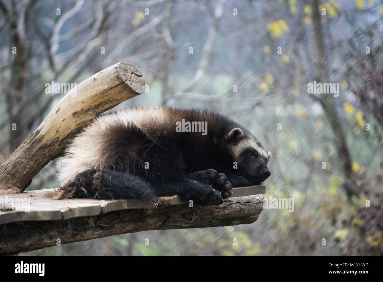Norway wolverine hi-res stock photography and images - Alamy