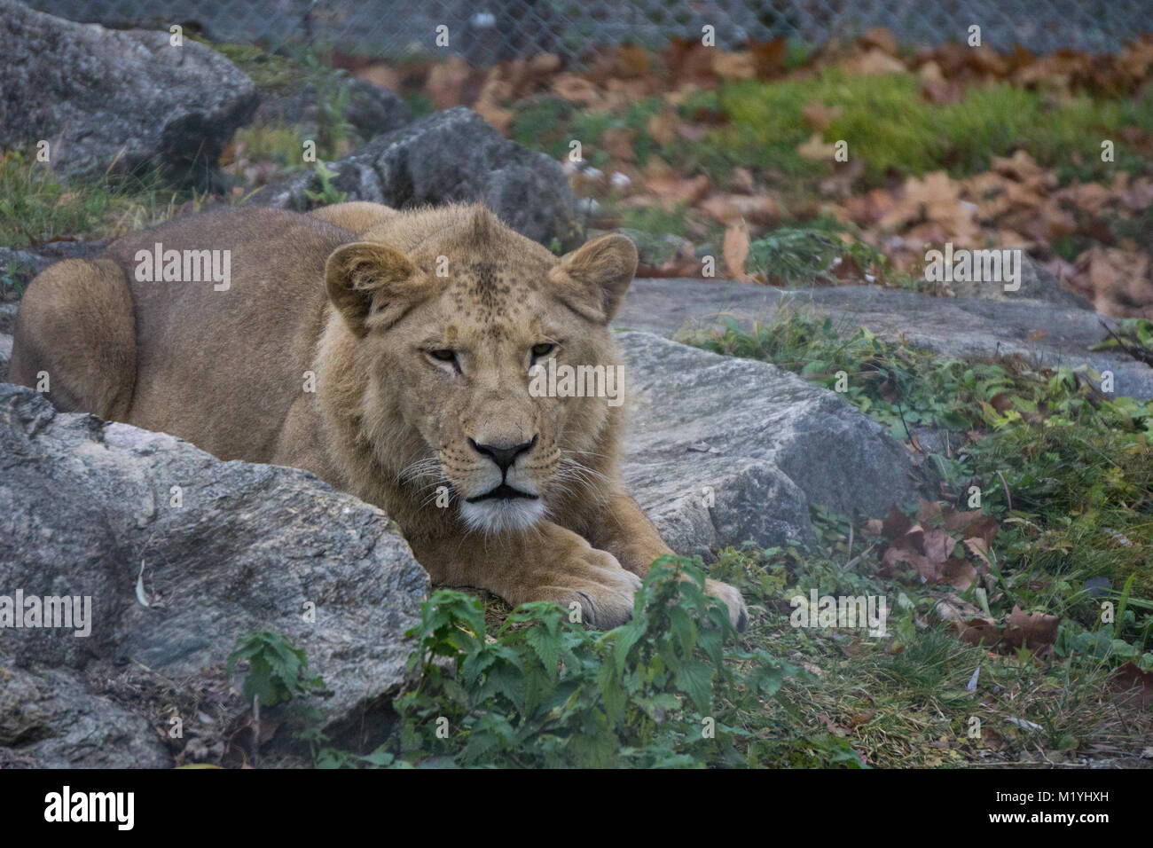 Young lion looking sad inside his zoo enclosure Stock Photo - Alamy