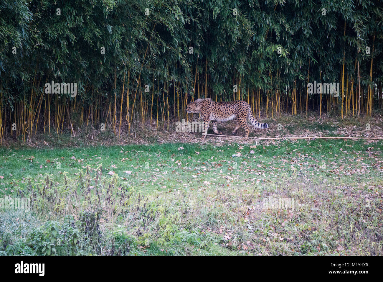 Cheetah walking along a bamboo grove at the zoo Stock Photo - Alamy