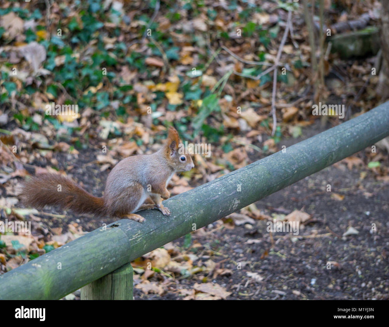 Curled up squirrel hi-res stock photography and images - Alamy