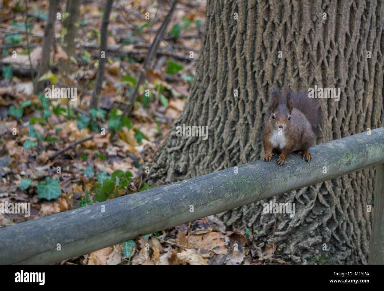 Curled up squirrel hi-res stock photography and images - Alamy