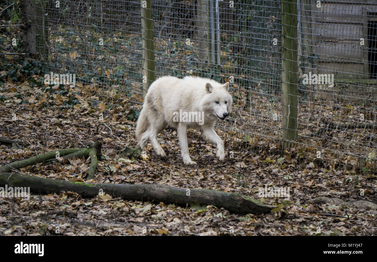 Zoo wolf fence hi-res stock photography and images - Alamy