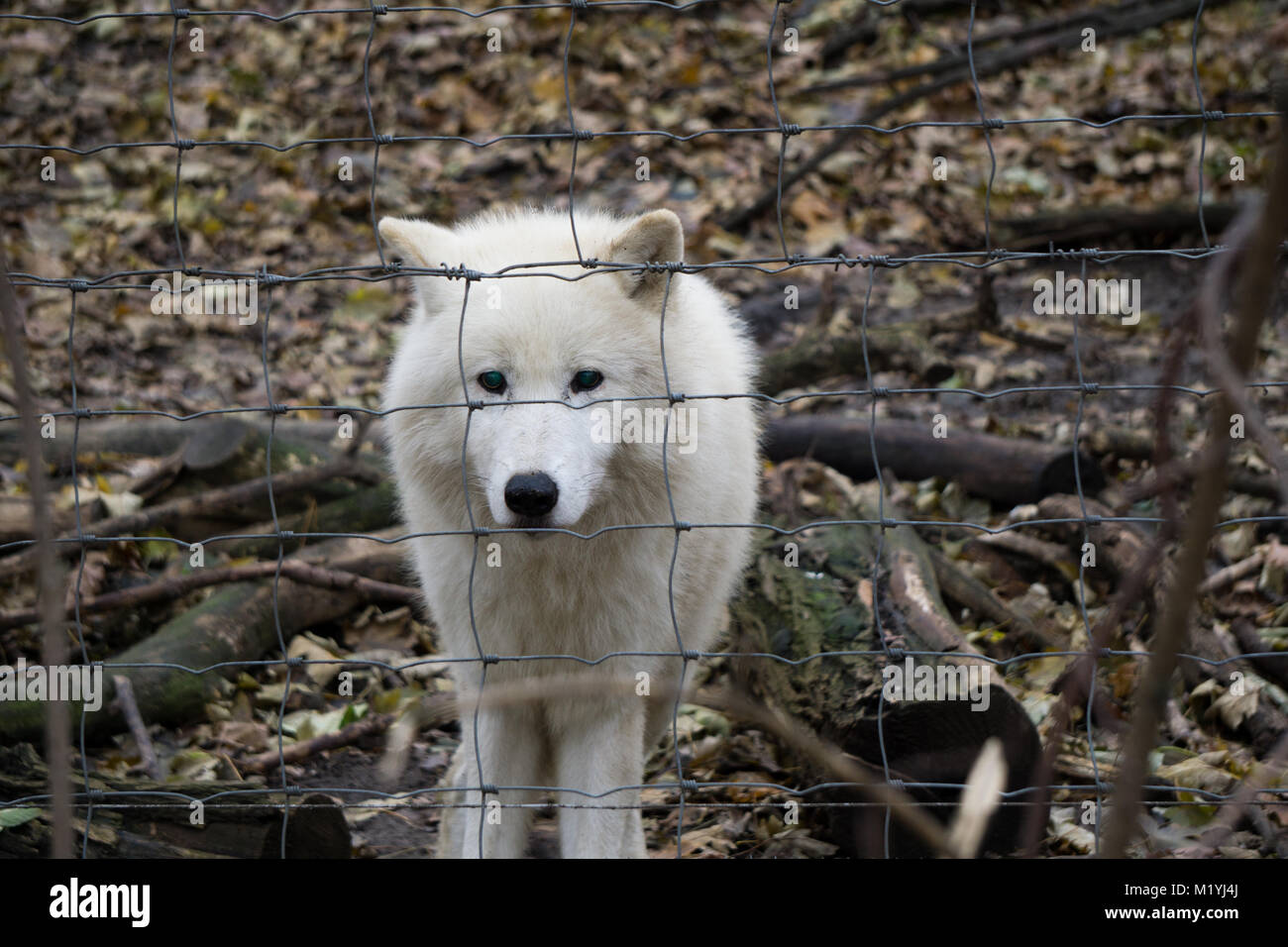 Zoo wolf fence hi-res stock photography and images - Alamy