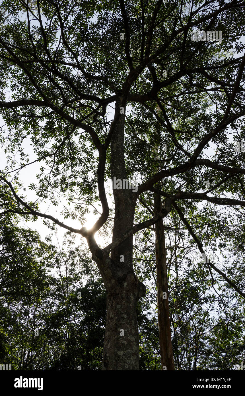 Old birch tree with long branches - Branches of a big tree Stock Photo ...