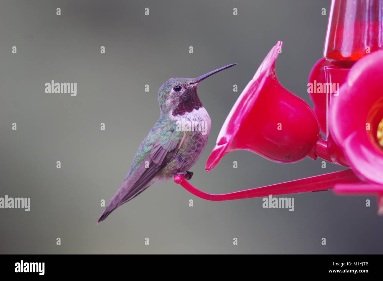 The happy humming bird Stock Photo - Alamy