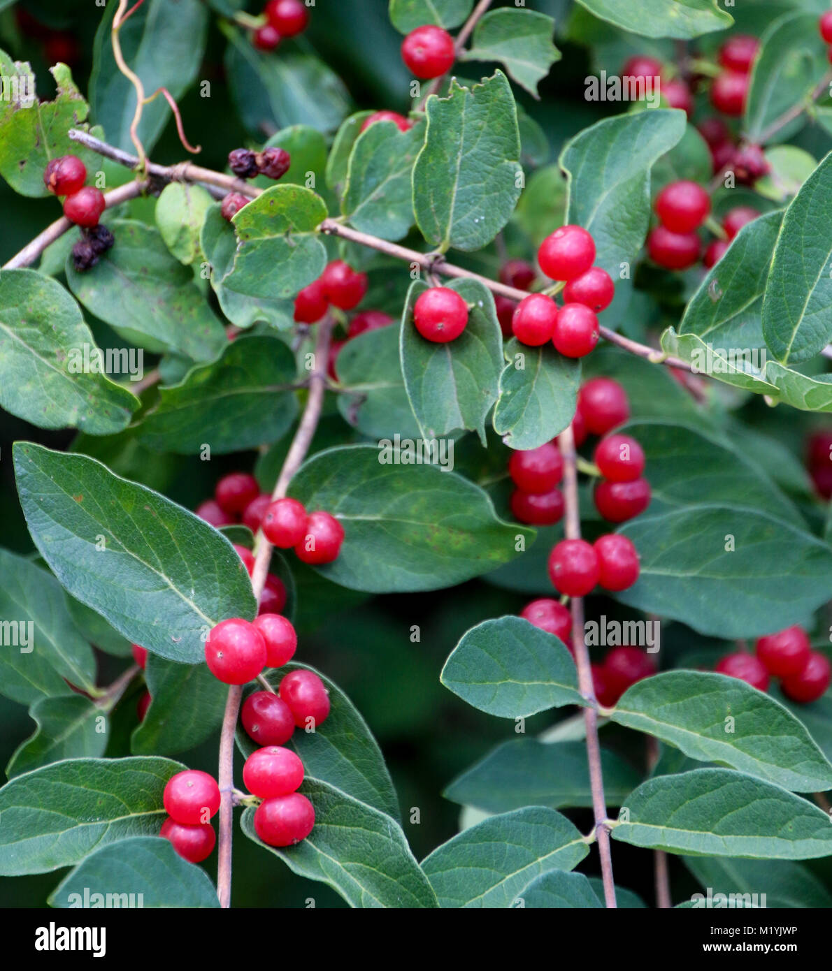 poison red berry Stock Photo - Alamy
