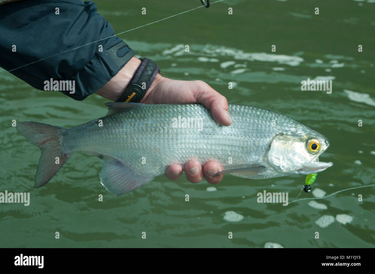 Goldeye fish (Hiodon alosoides,caught in northern Alberta Canada,model released,MR Stock Photo ...