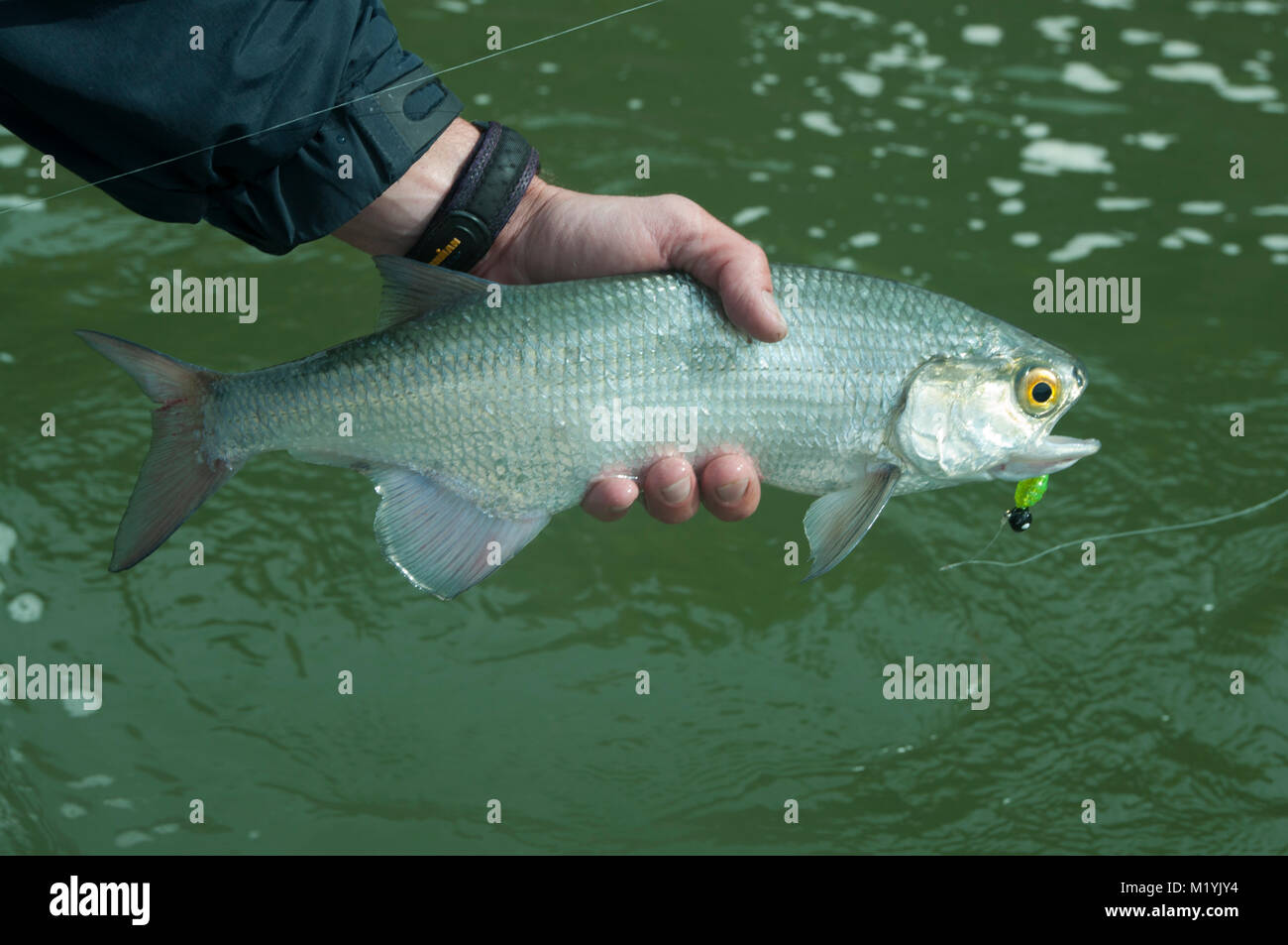 Goldeye fish hi-res stock photography and images - Alamy