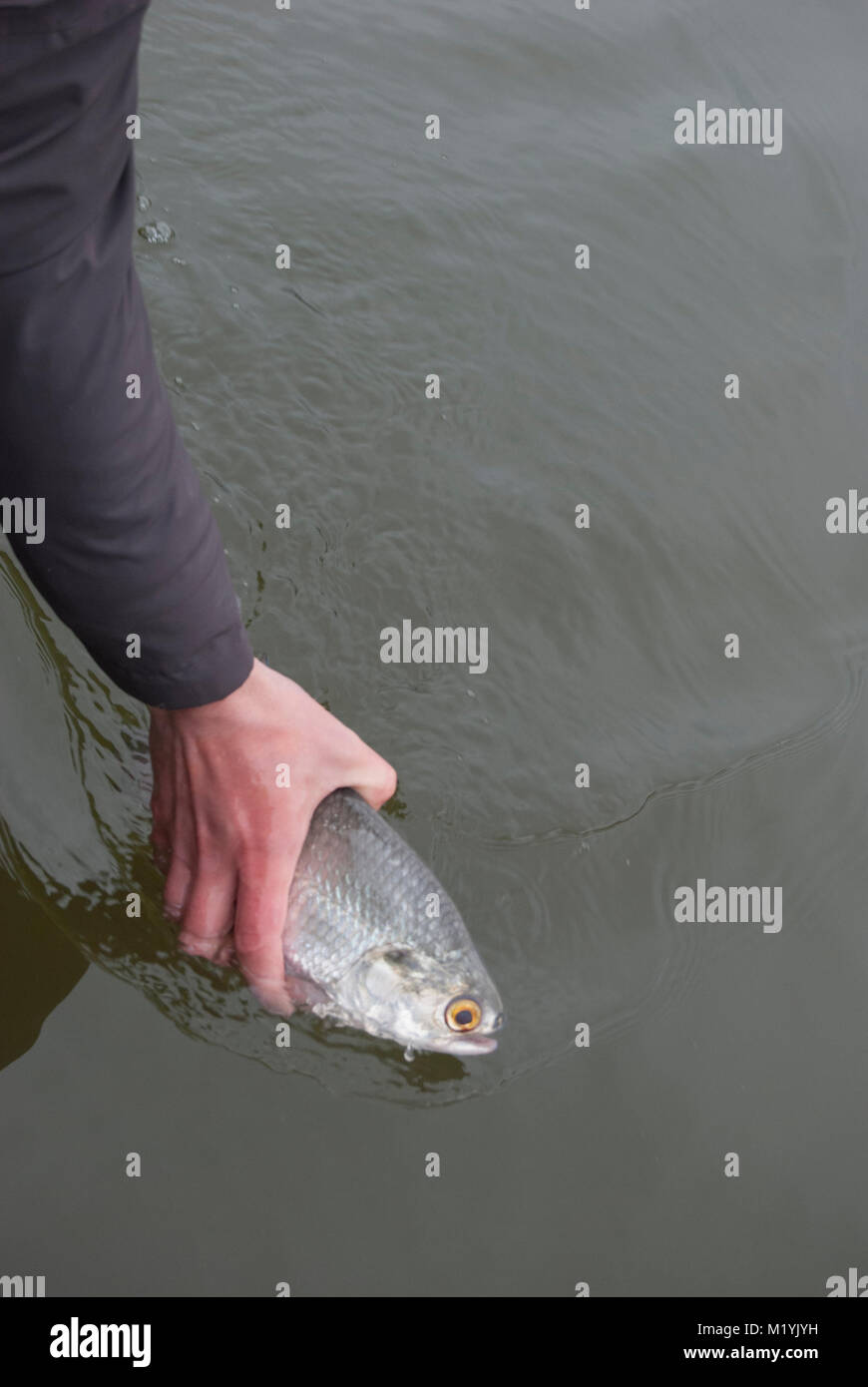 Goldeye fish hi-res stock photography and images - Alamy