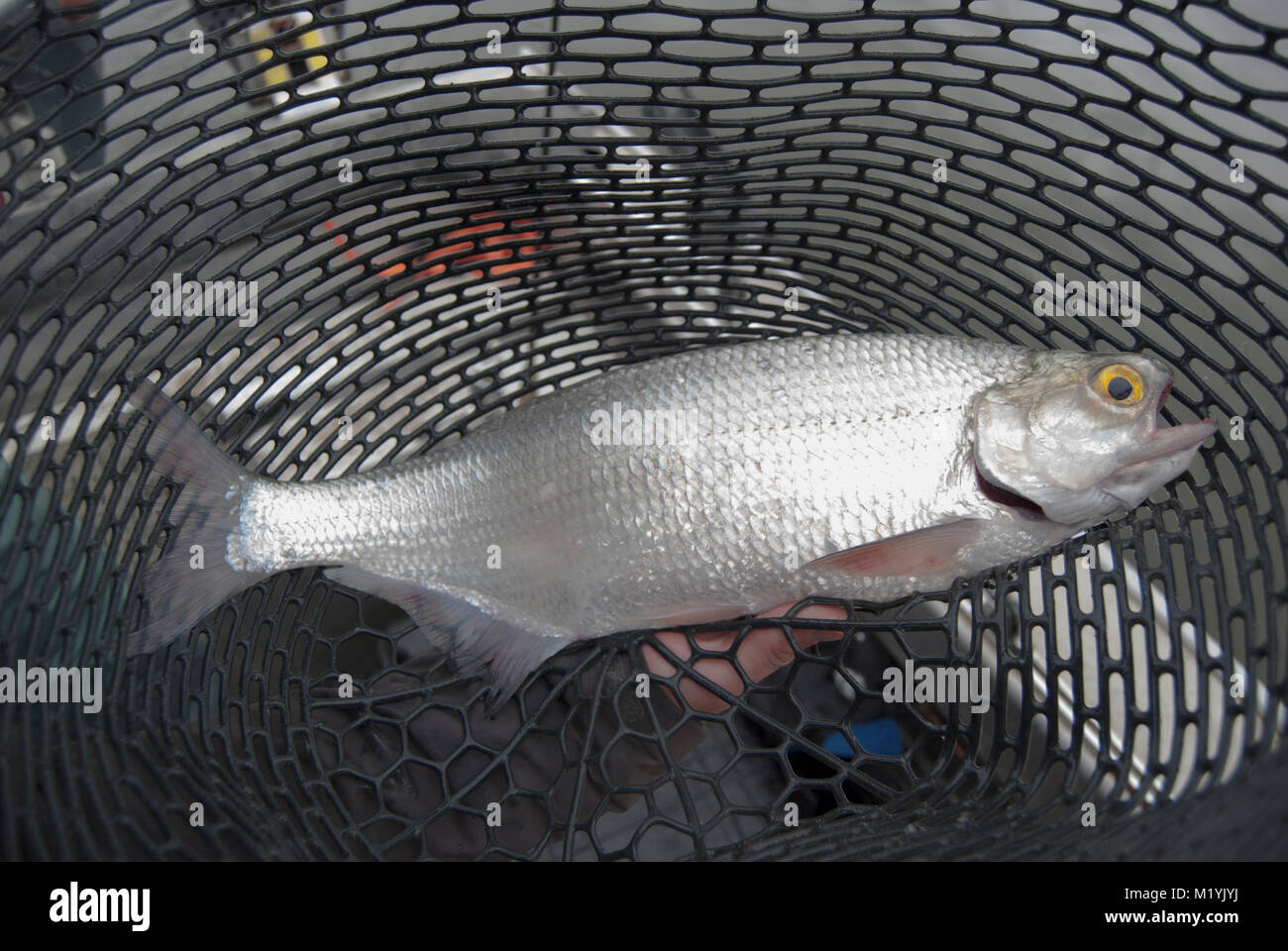 Goldeye fish hi-res stock photography and images - Alamy