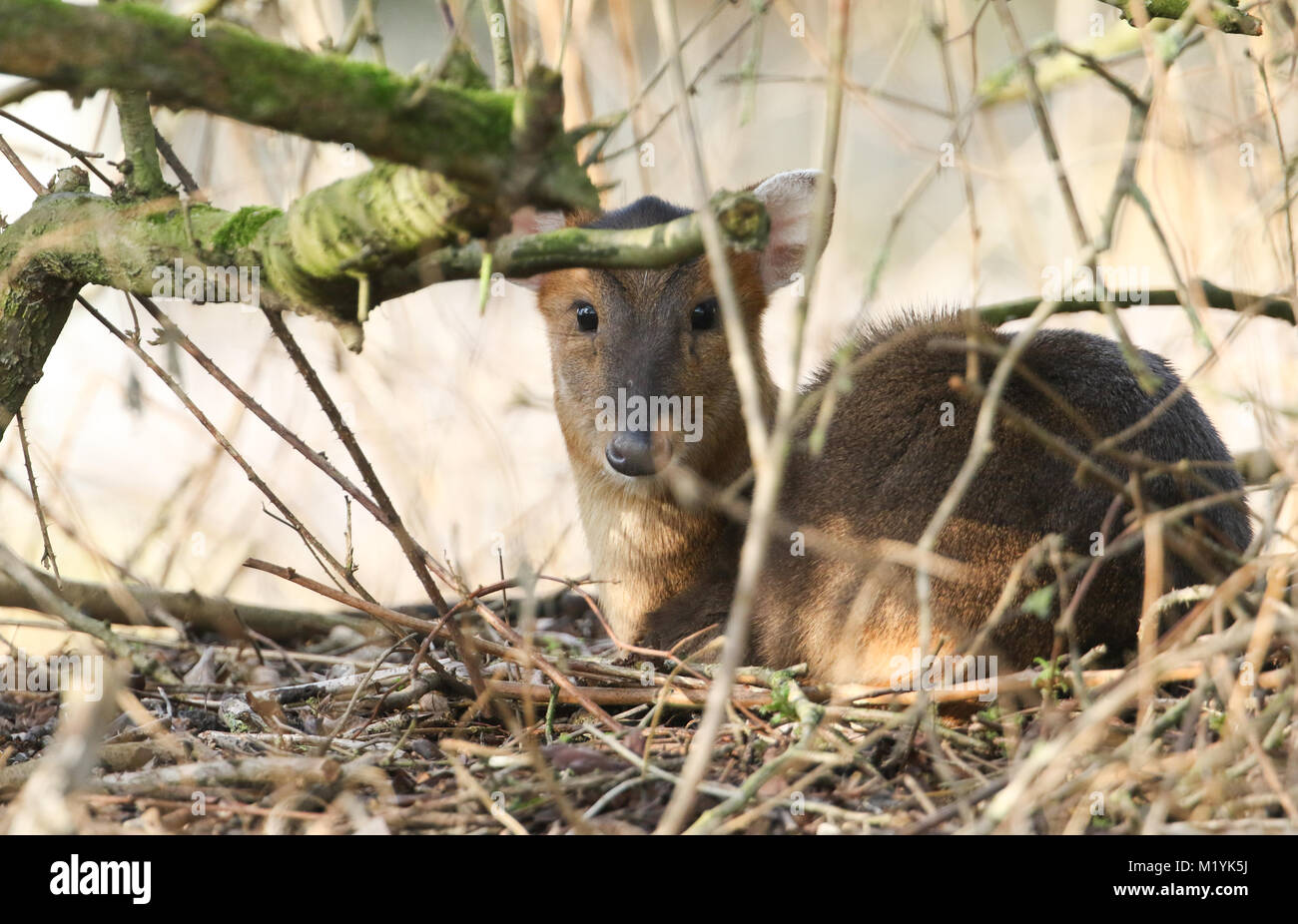 A stunning female Muntjac Deer (Muntiacus reevesi) lying down resting ...