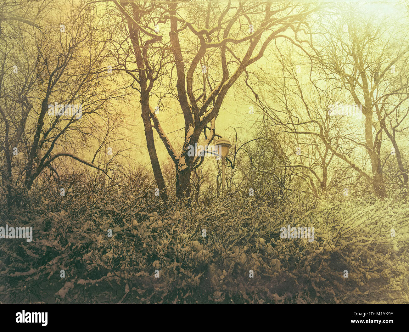Snowy trees in murky yellow light. Urban winter Stock Photo - Alamy