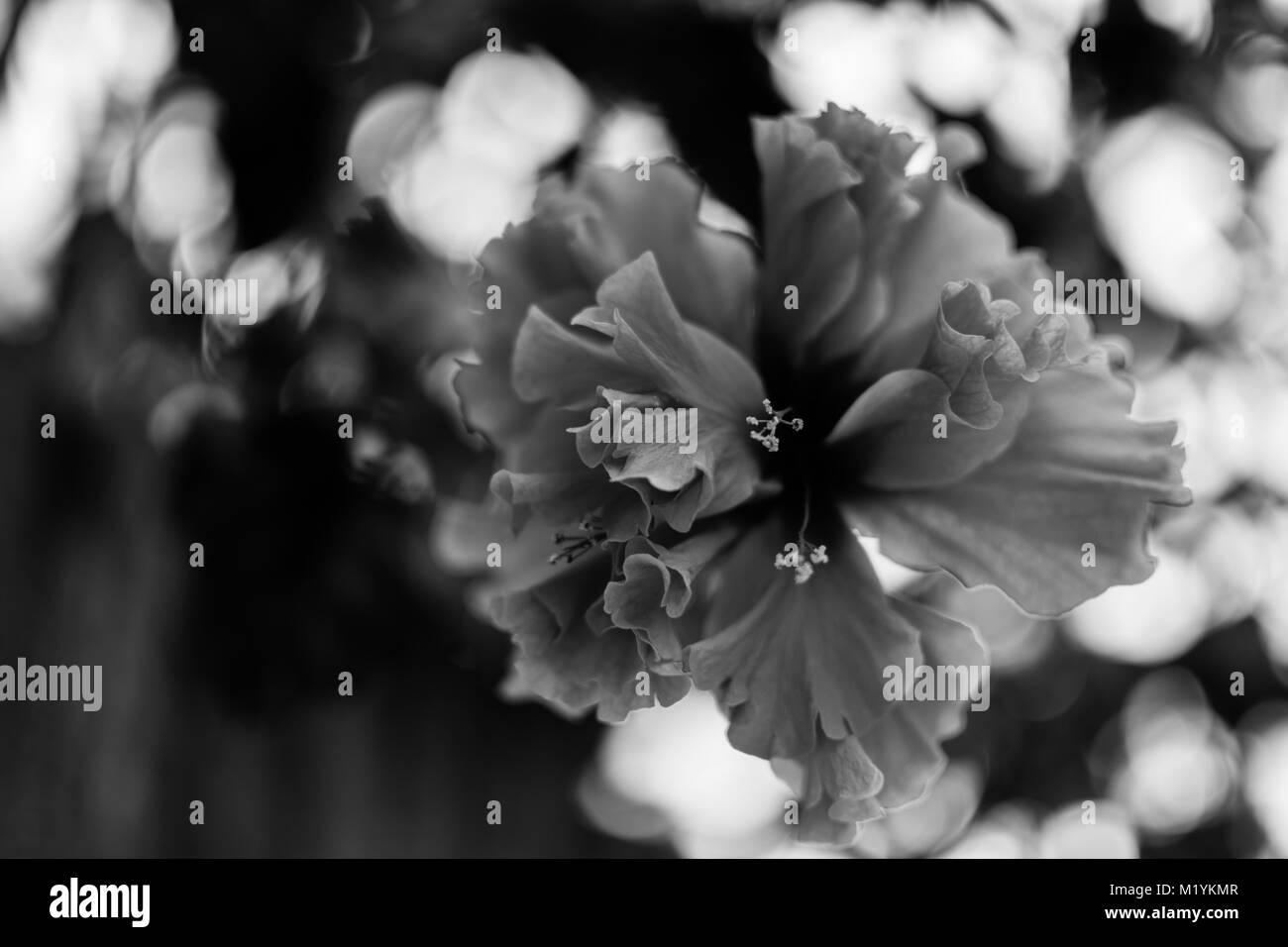 Beautiful single flower hi-res stock photography and images - Alamy