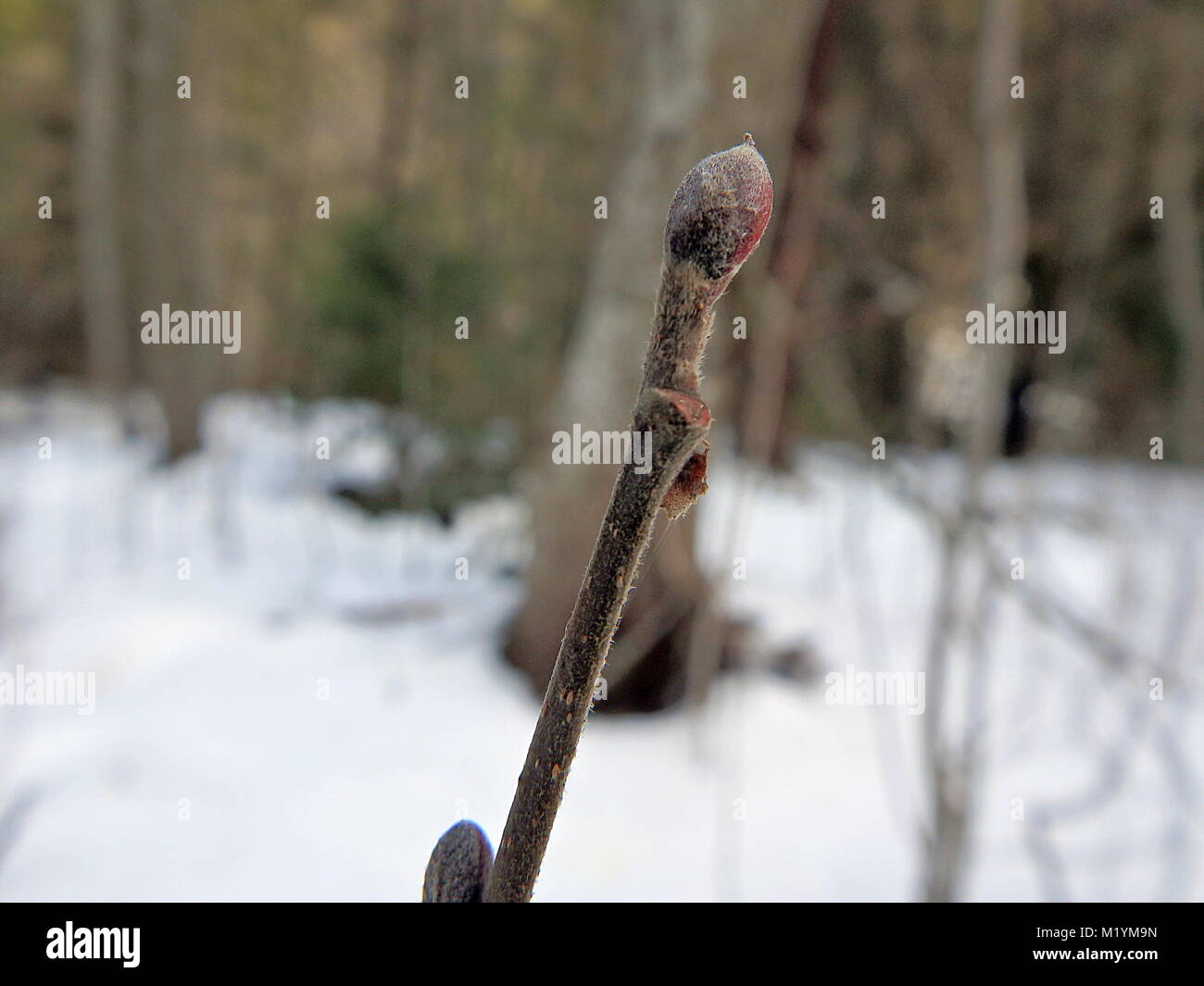 Budding alder hi-res stock photography and images - Alamy