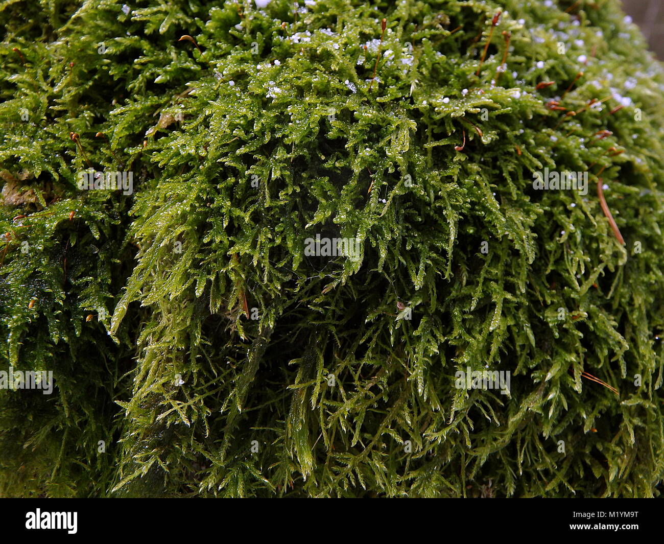 Green moss close-up view - natural background, (Bryophyta Stock Photo ...