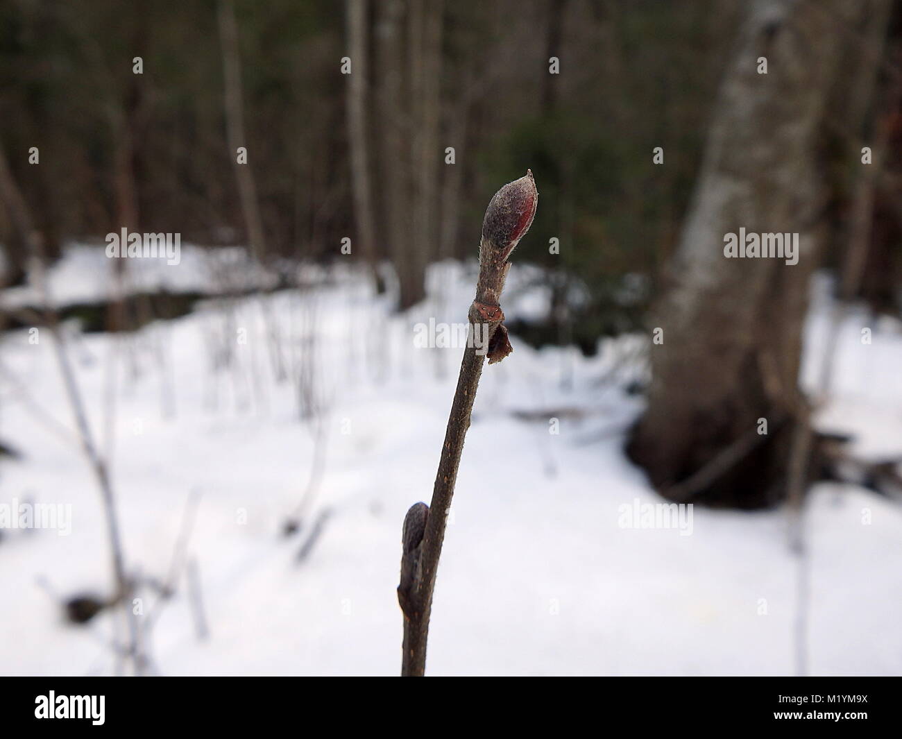 Alder twig and buds in winter,(Alnus glutinosa Stock Photo - Alamy