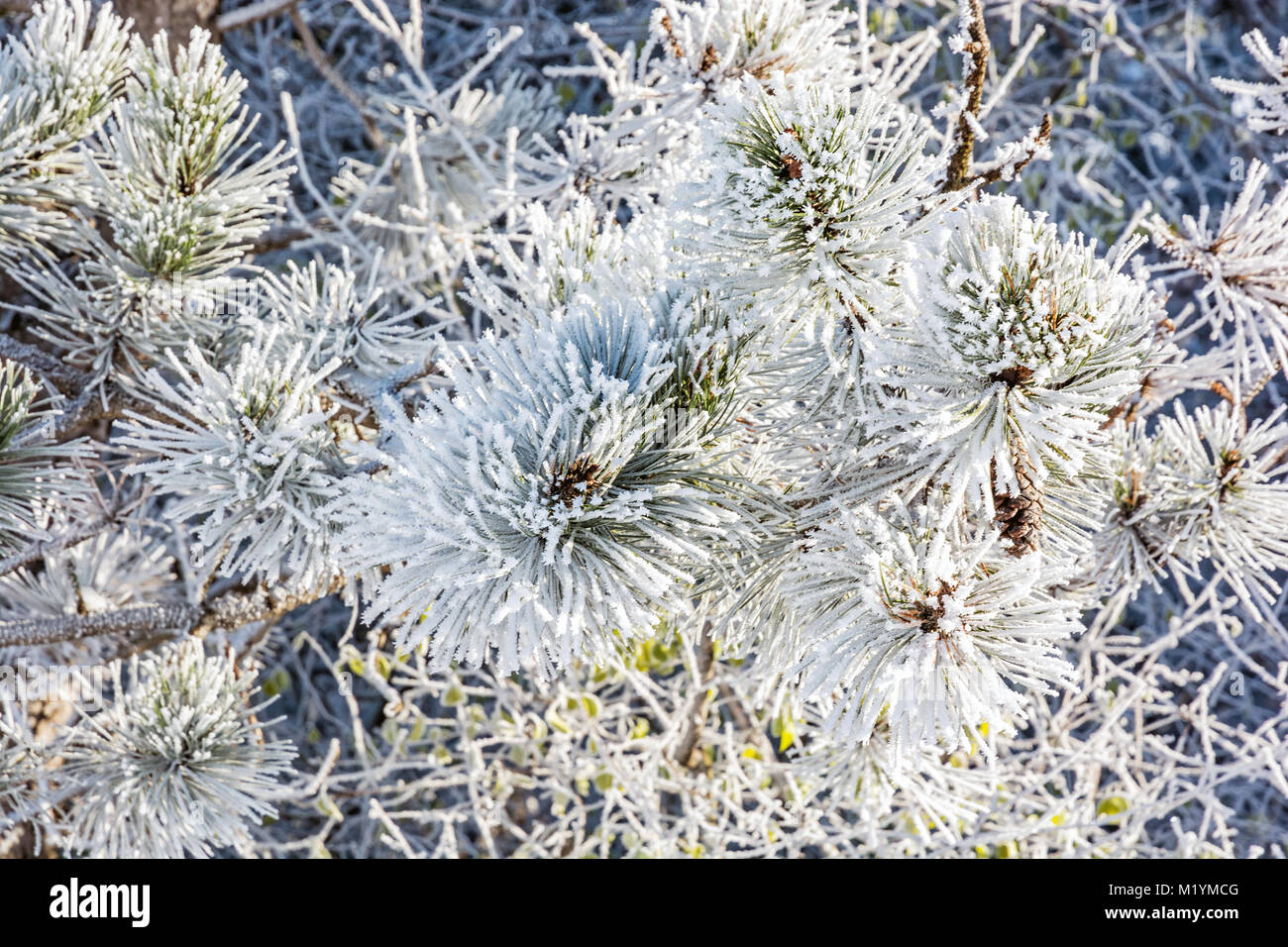 Close-up of snowy conifer tree in winter time. White needles. Seasonal ...
