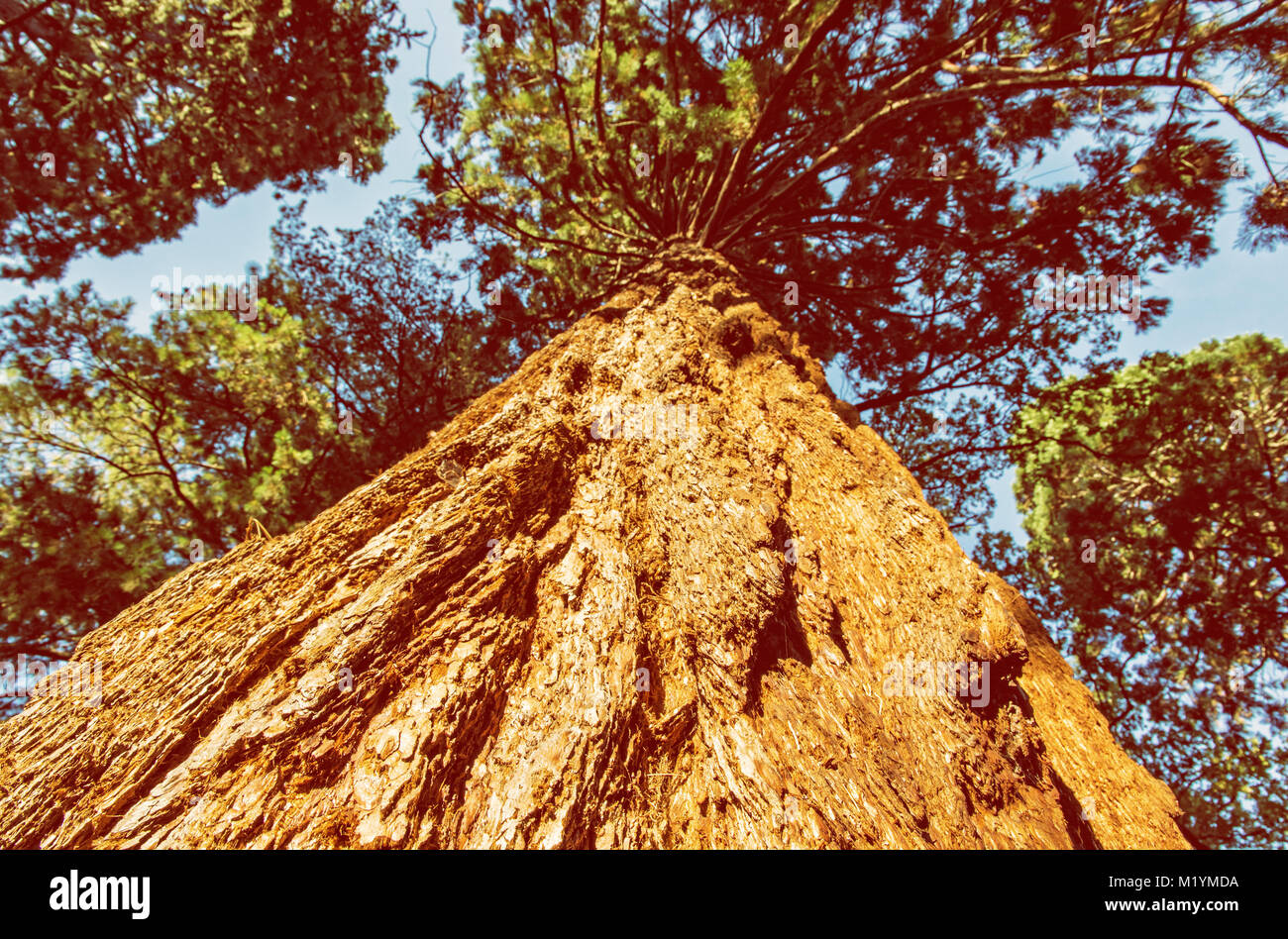 Largest Living Tree Sequoia High Resolution Stock Photography and ...