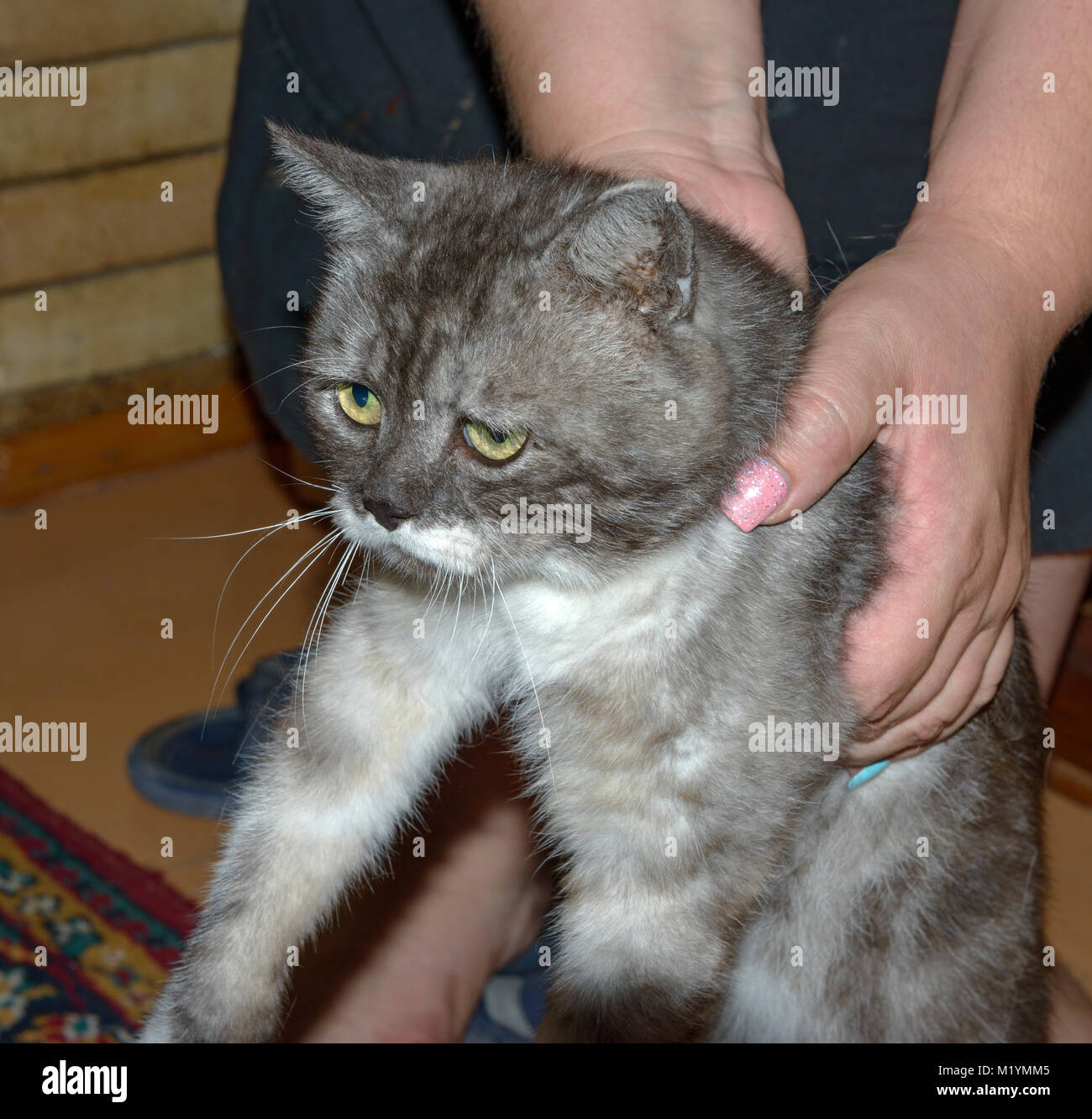 Close-up portrait of fun melancholic furry cat in hands of owner Stock ...