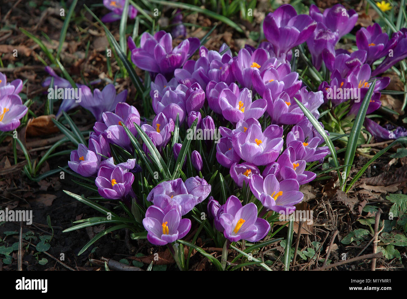 English garden flower hi-res stock photography and images - Alamy