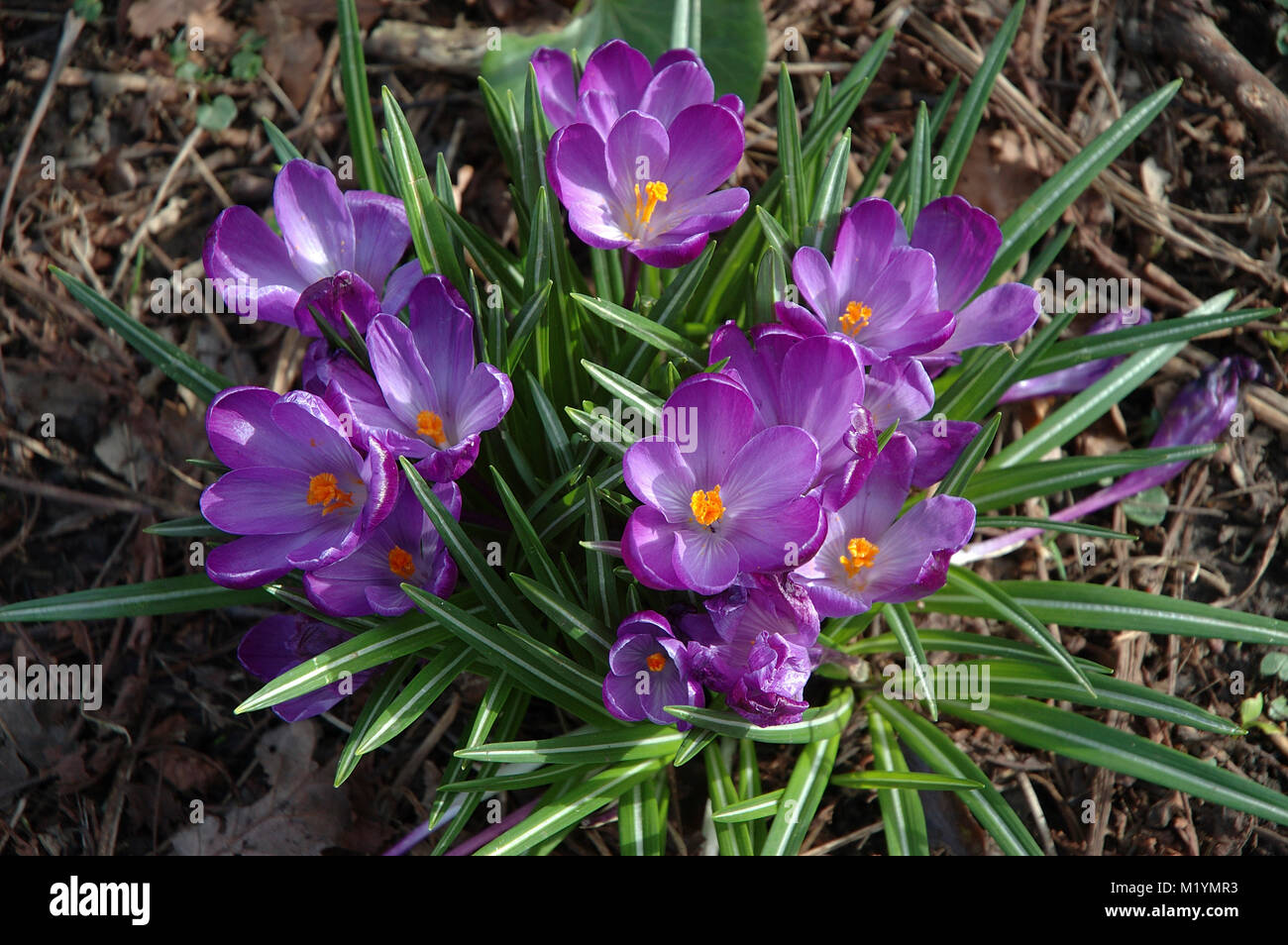 Purple spring hi-res stock photography and images - Alamy