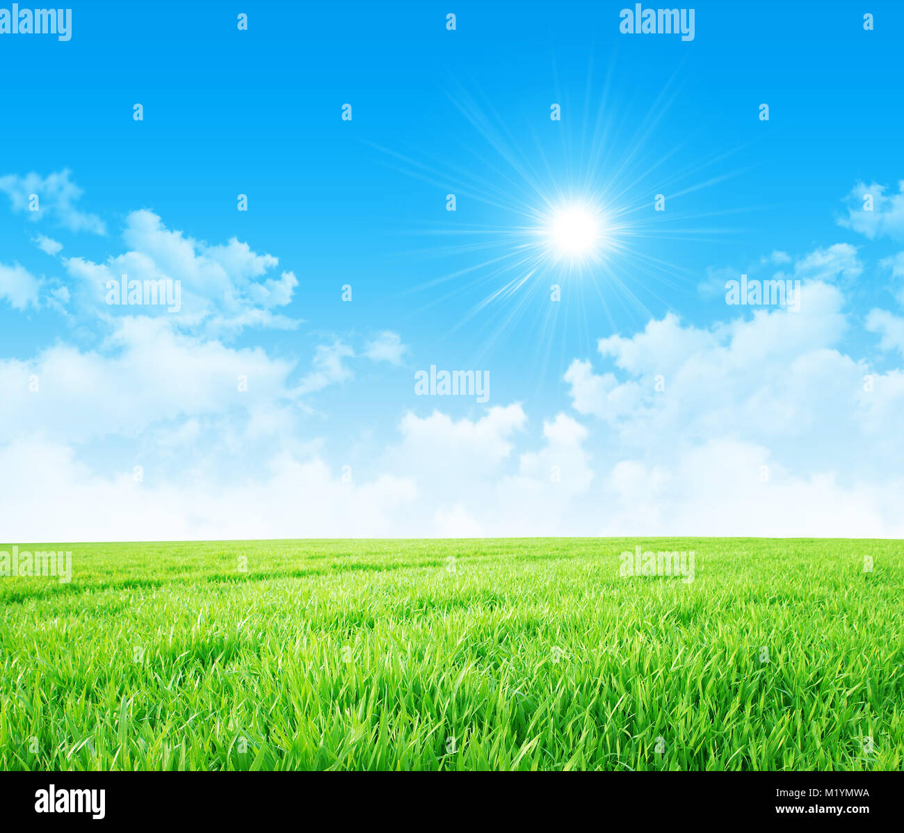 Green meadow on a beautiful spring morning, white clouds, blue sky and ...