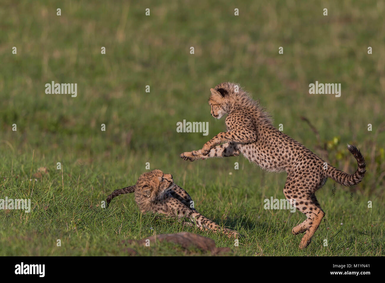 Playful Cheetah Cubs Stock Photo - Alamy