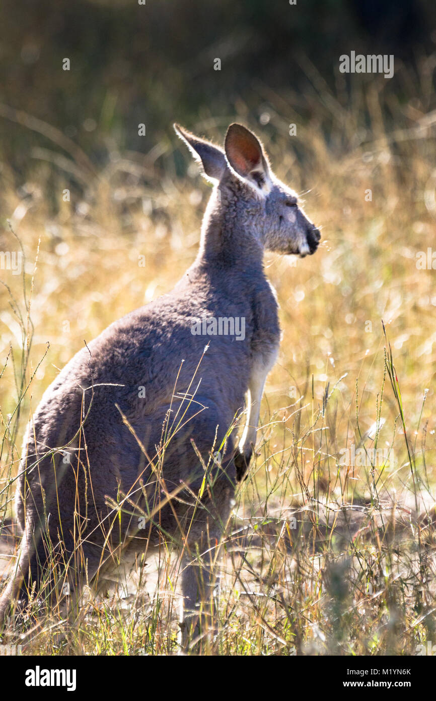 A red kangaroo (macropus rufus) with its back turned, looking at ...