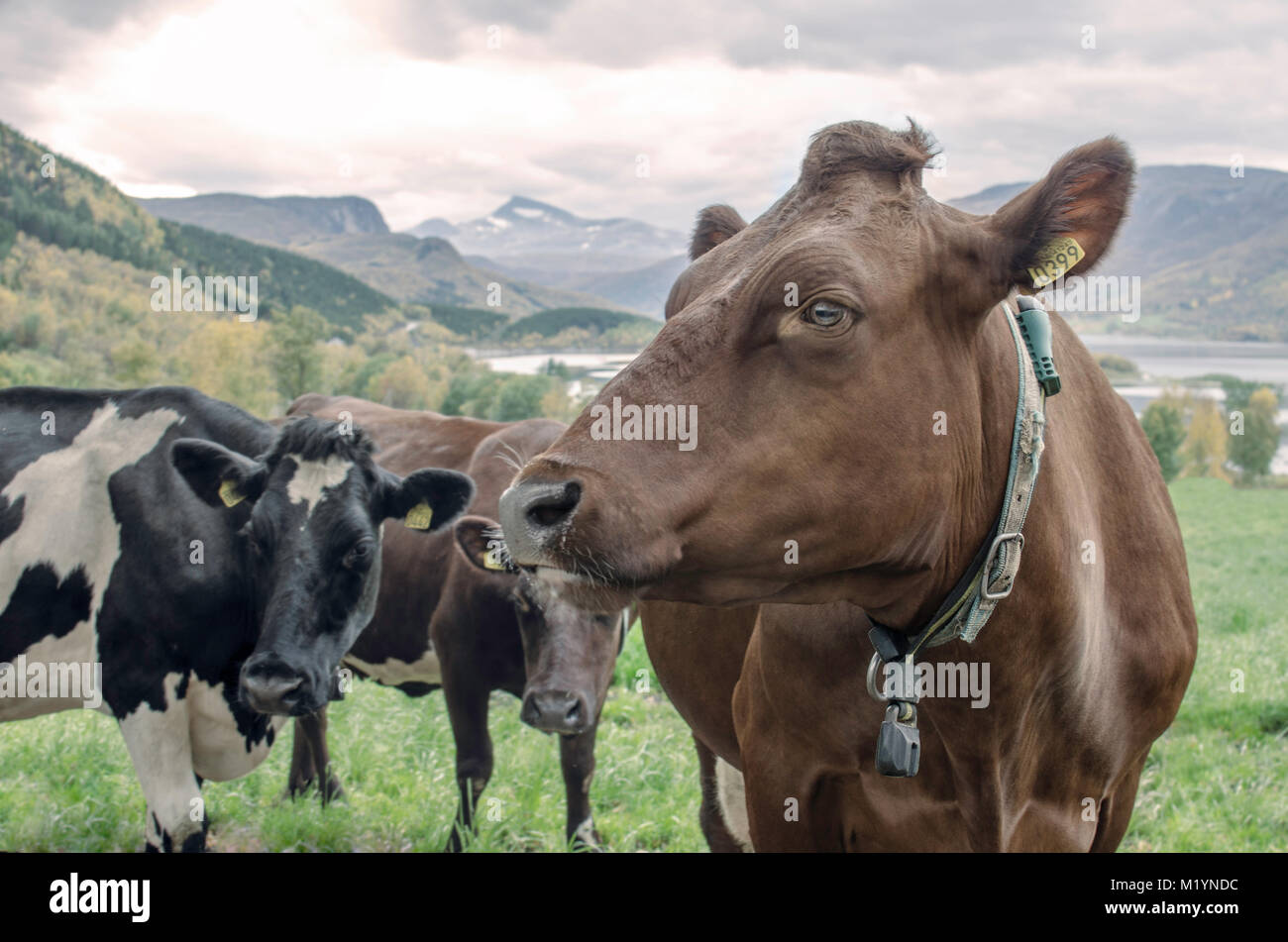 Cows in Norway Stock Photo - Alamy