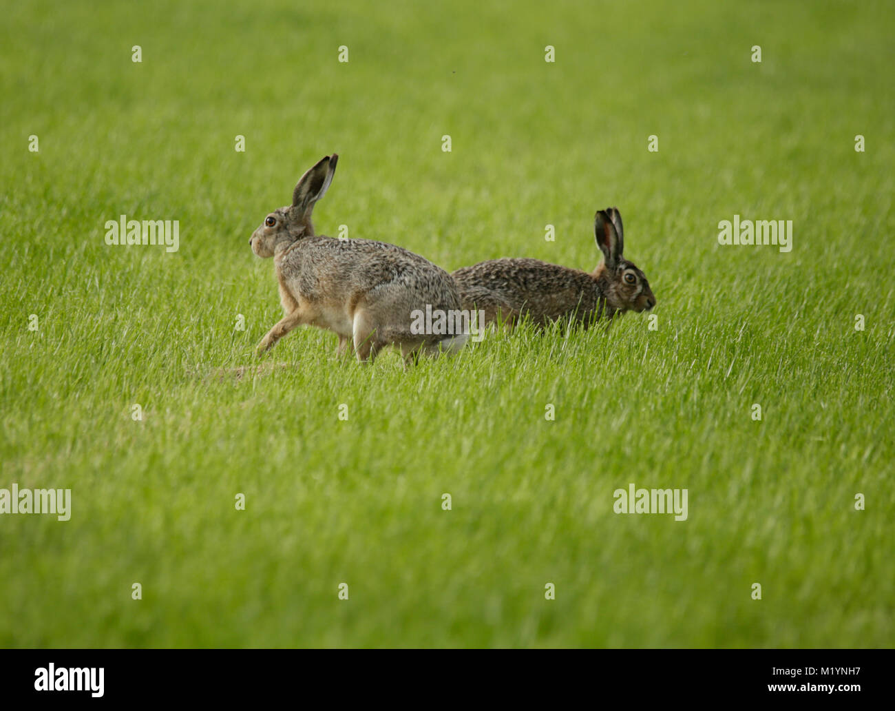 Hare in the grass field Stock Photo - Alamy