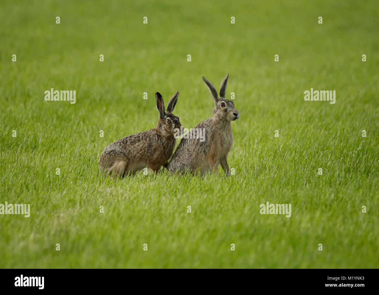 Hare in the grass field Stock Photo - Alamy