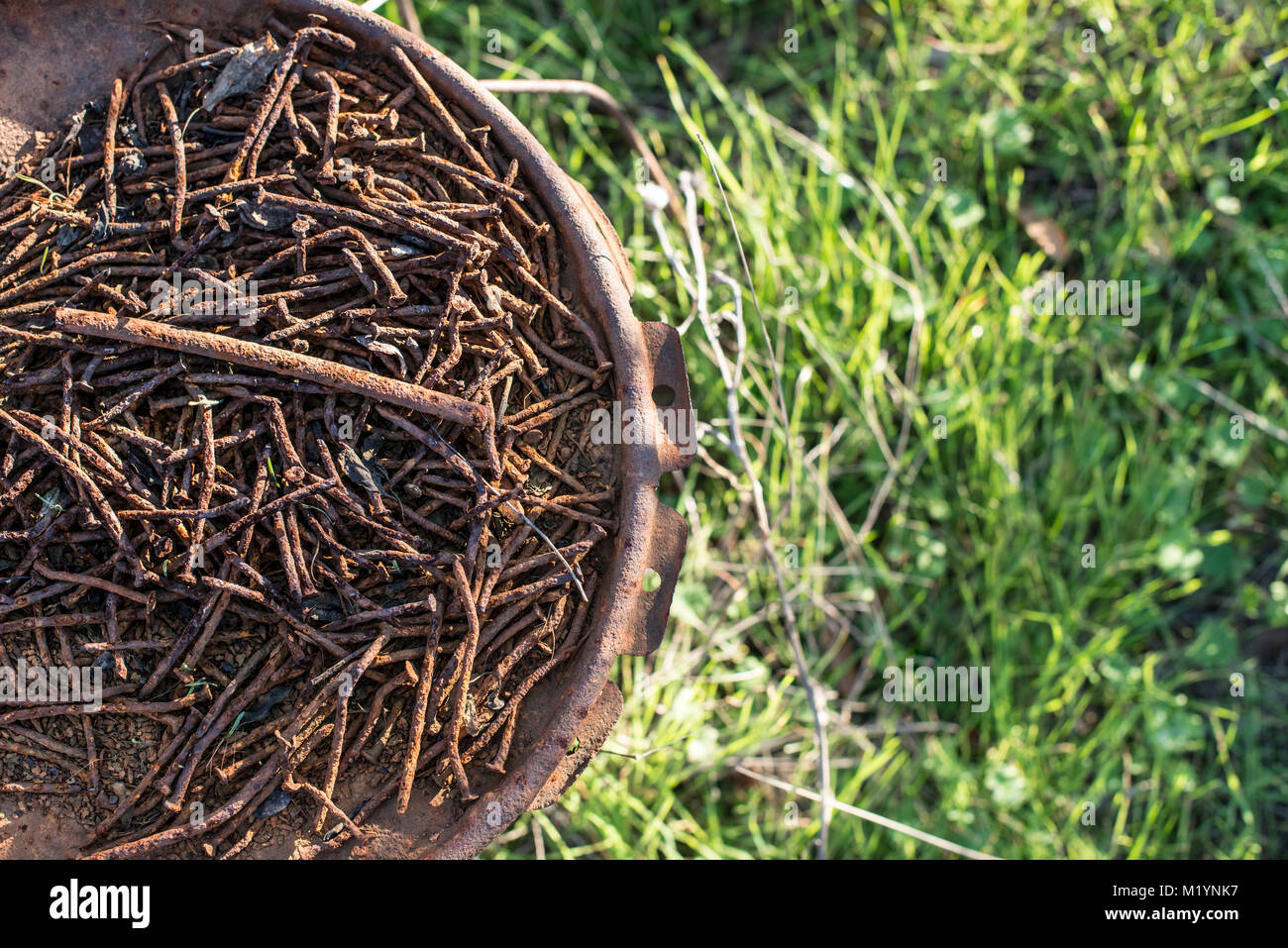 Old rusty nails and grass. Sun light Stock Photo - Alamy