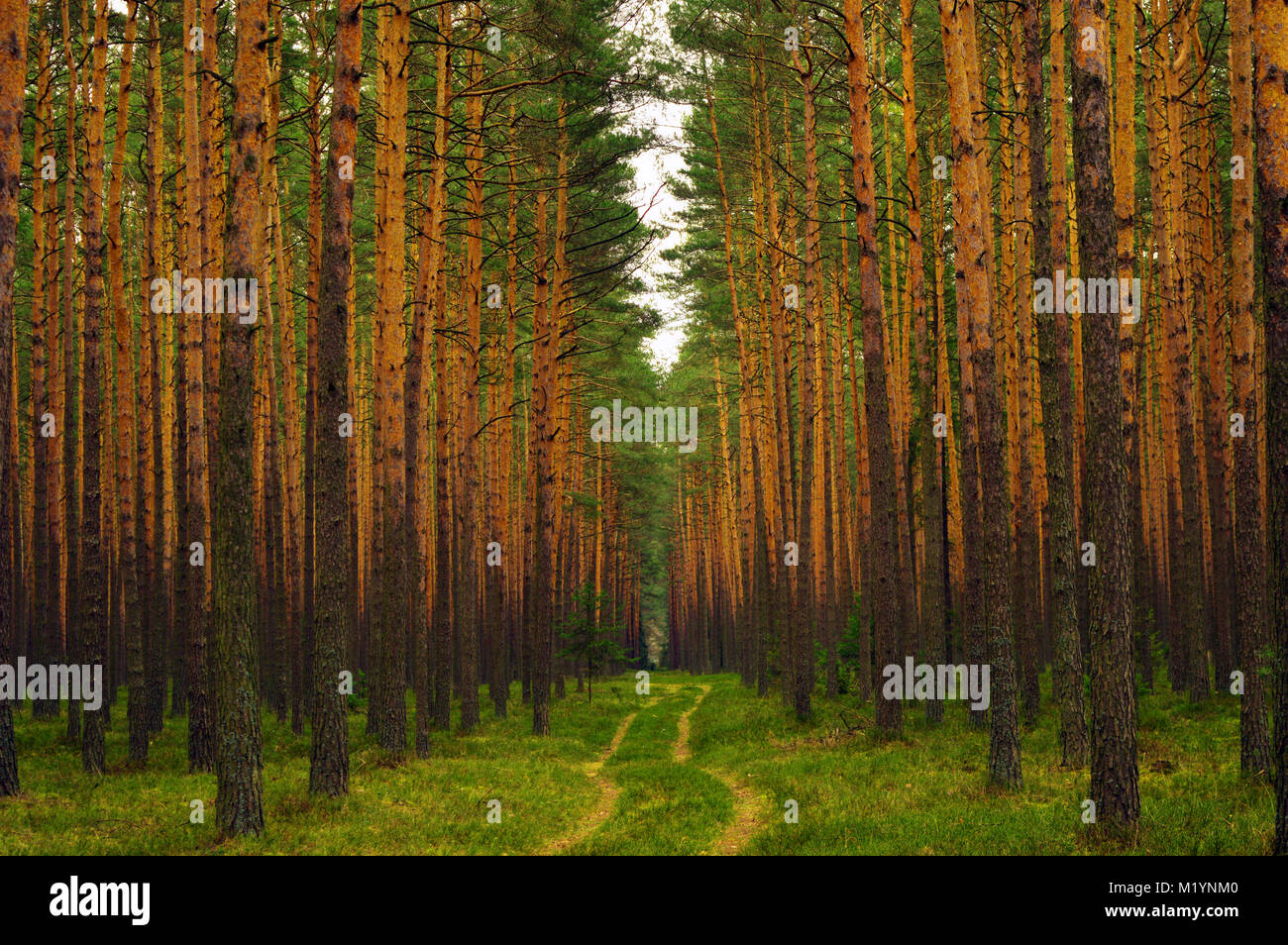A narrow path leading through middle of a beautiful pine forest covered ...