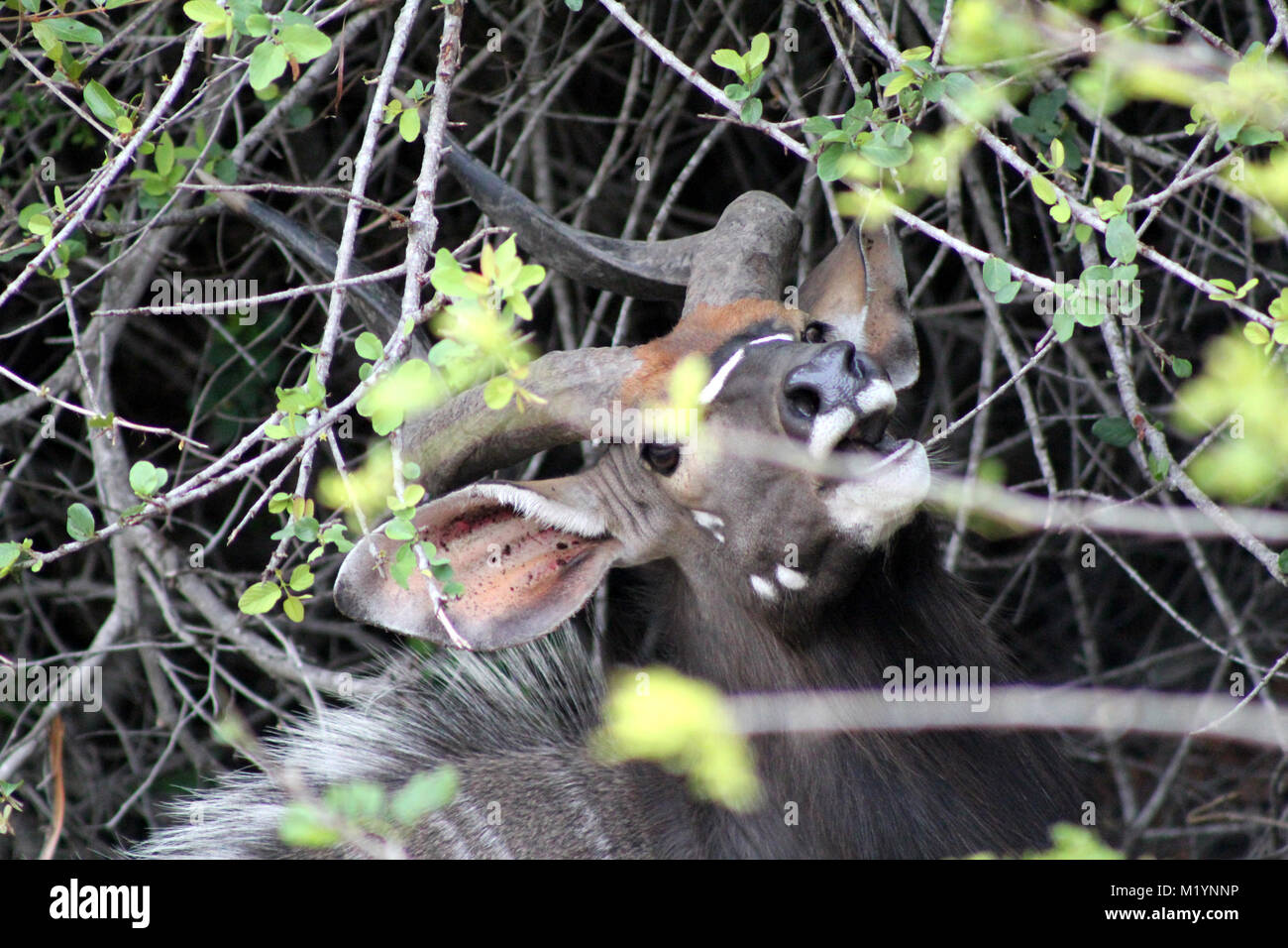 Nyala deer Tragelaphus angasii at Kruger Park South Africa Stock Photo ...