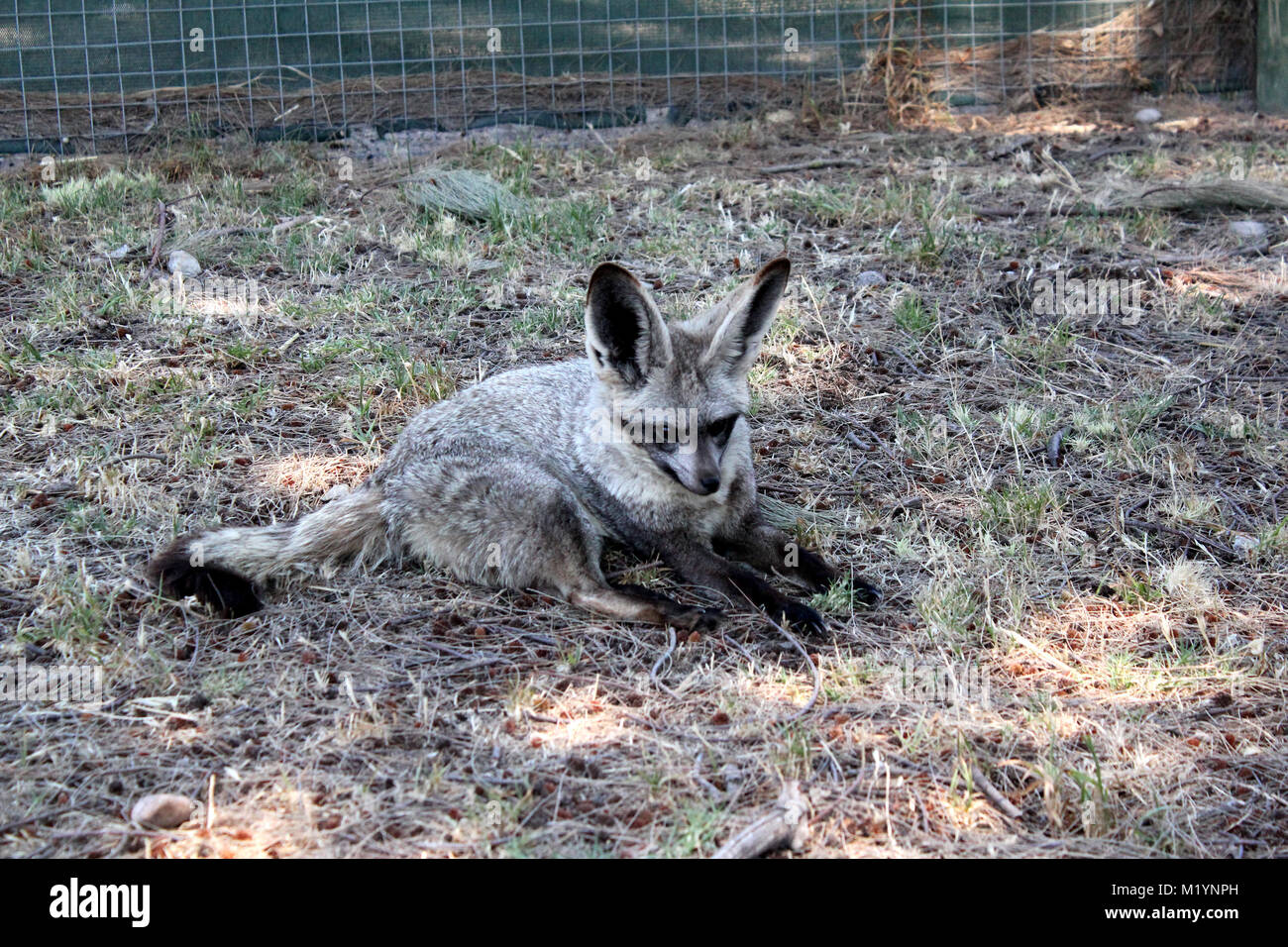 Bat eared fox Stock Photo - Alamy