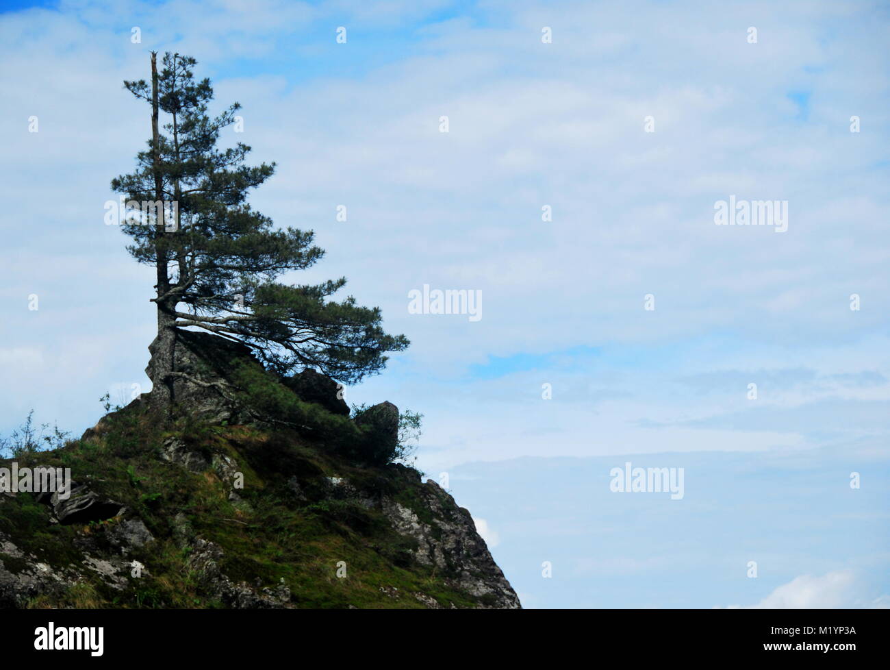 A Chinese tree stands symbolically on Mount Cangshan in Dali, Yunnan ...