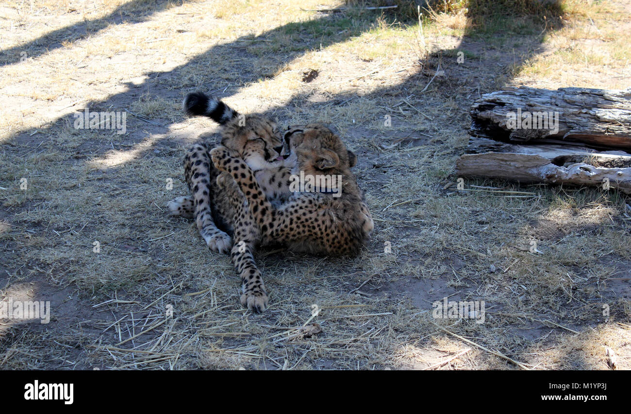 Cheetah cub or puppy playing Stock Photo - Alamy