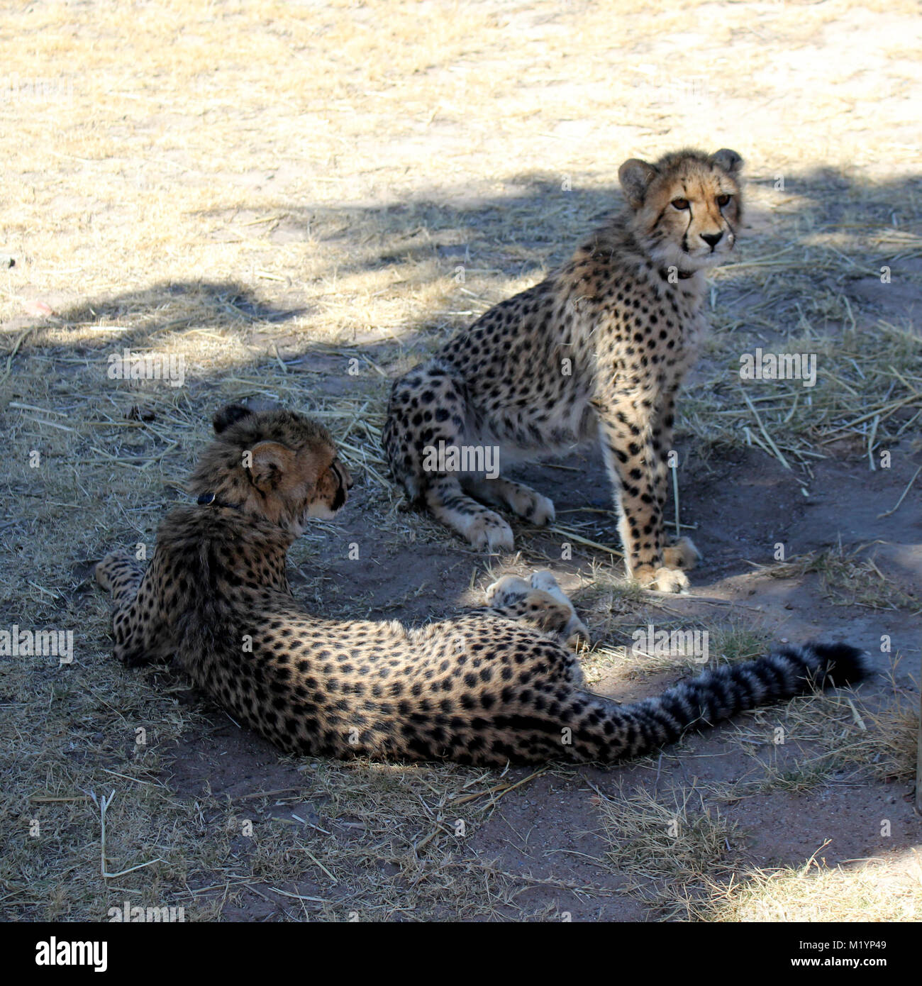 Playing Cheetah High Resolution Stock Photography and Images - Alamy