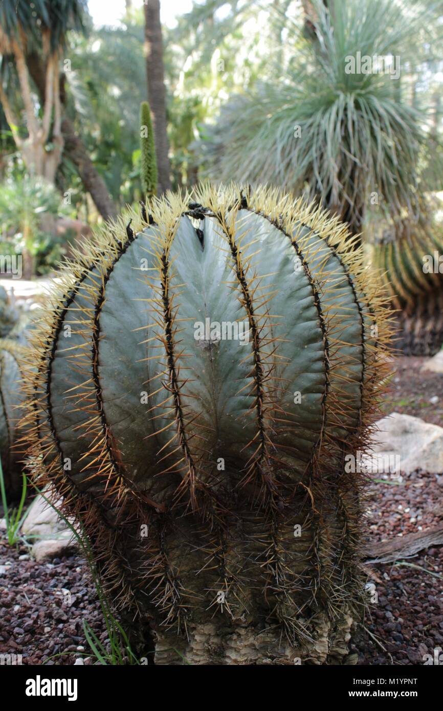 Beautiful and Colossal cactus plants in a garden of Elche, Spain Stock ...