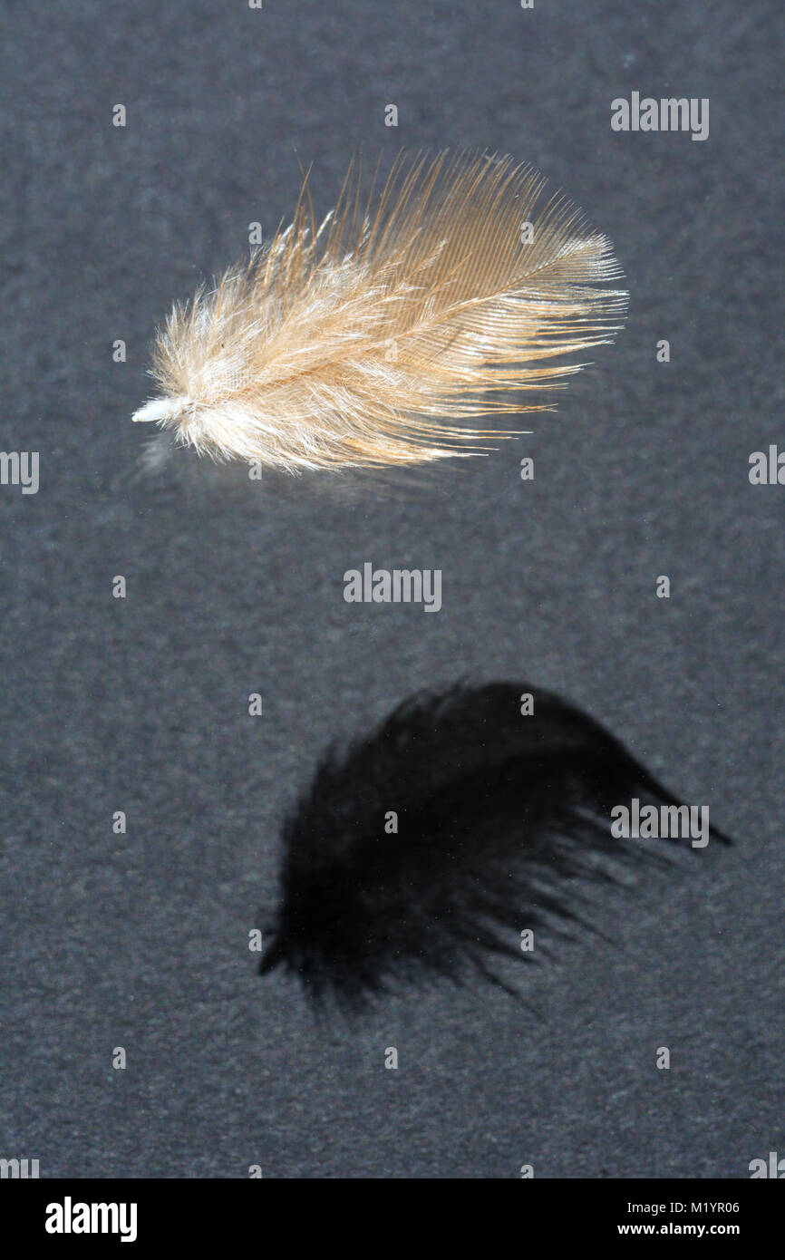 Orange and grey feather hi-res stock photography and images - Alamy