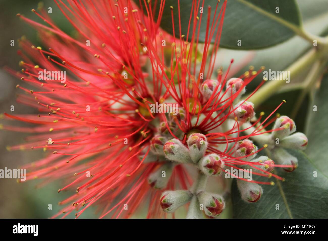 Callistemon flower in the garden in spring Stock Photo - Alamy