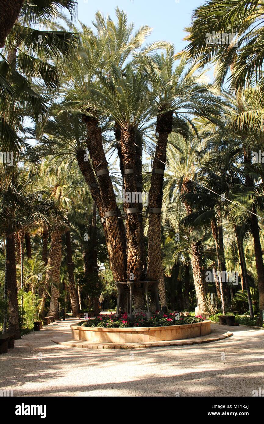 Colossal eight-arm palm tree in Elche, Spain Stock Photo - Alamy