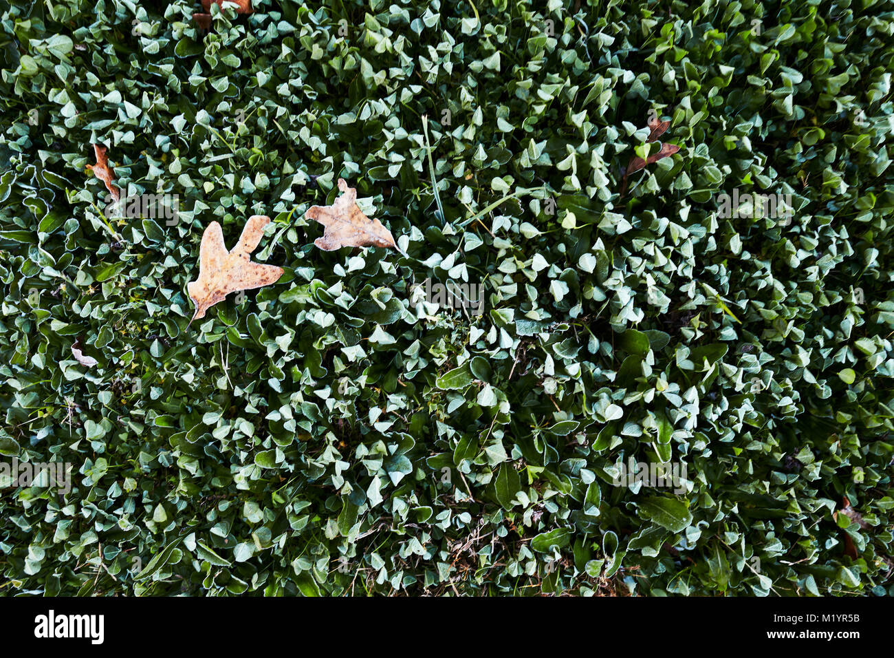 Madison cottage hi-res stock photography and images - Alamy