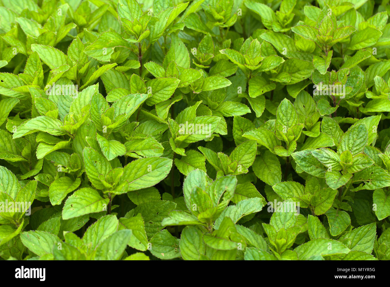 fresh mint in garden Stock Photo - Alamy